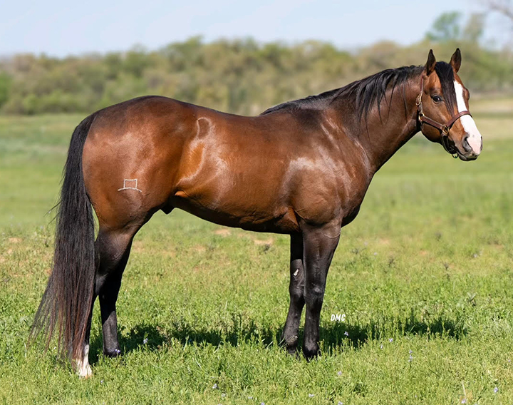 PESI (With Stallion Directory) | WPRA