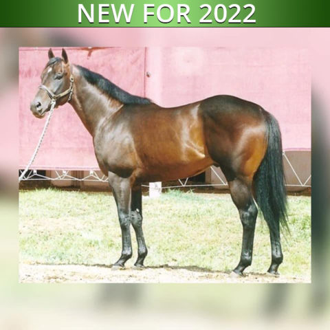 PESI (With Stallion Directory) - WPRA