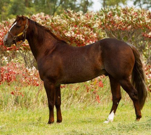 PESI (With Stallion Directory) - WPRA