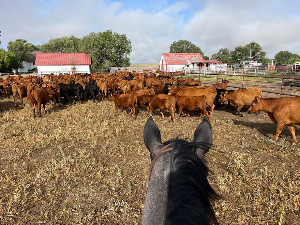 Pneu-Dart Women in Ranching—Shali and Phy Lord’s Fifth Generation ...