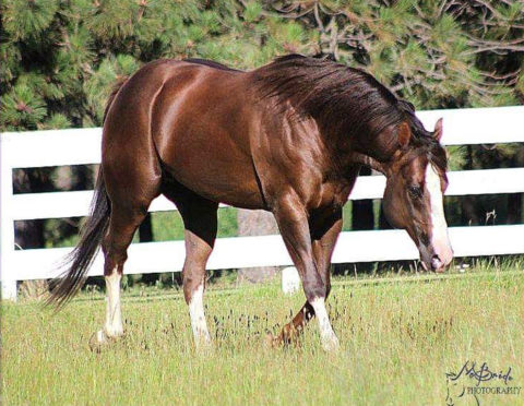 PESI (With Stallion Directory) - WPRA